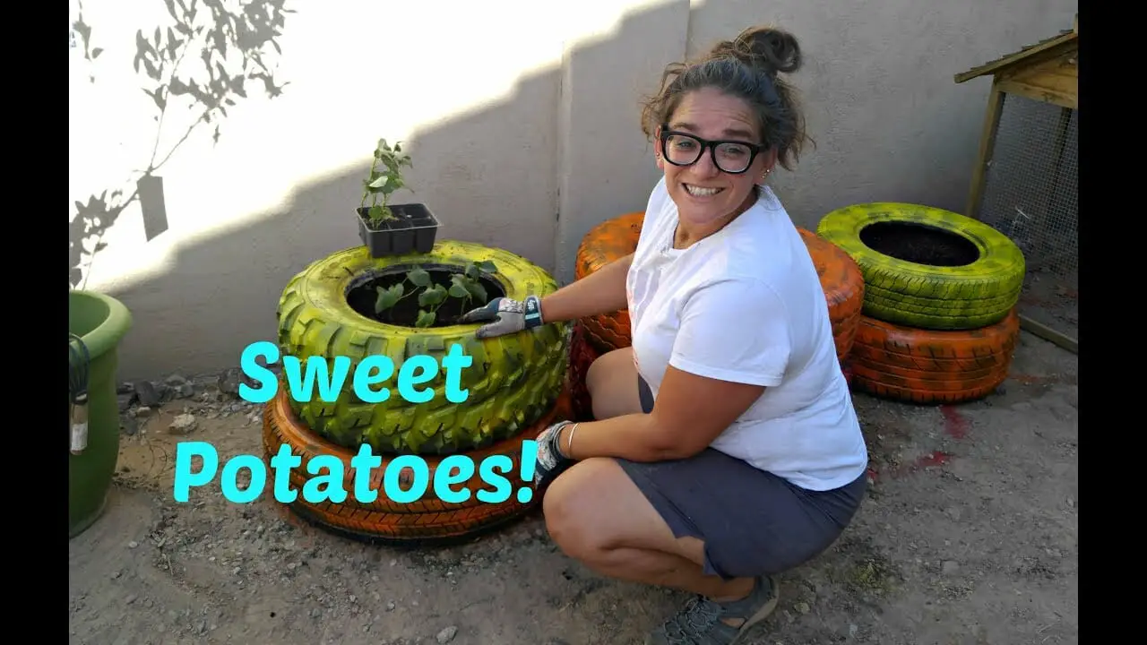 How To Grow Sweet Potatoes In Tires